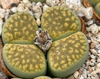 Lithops Aucampiae Rudesheim Ruby - 1 Plant - Etsy