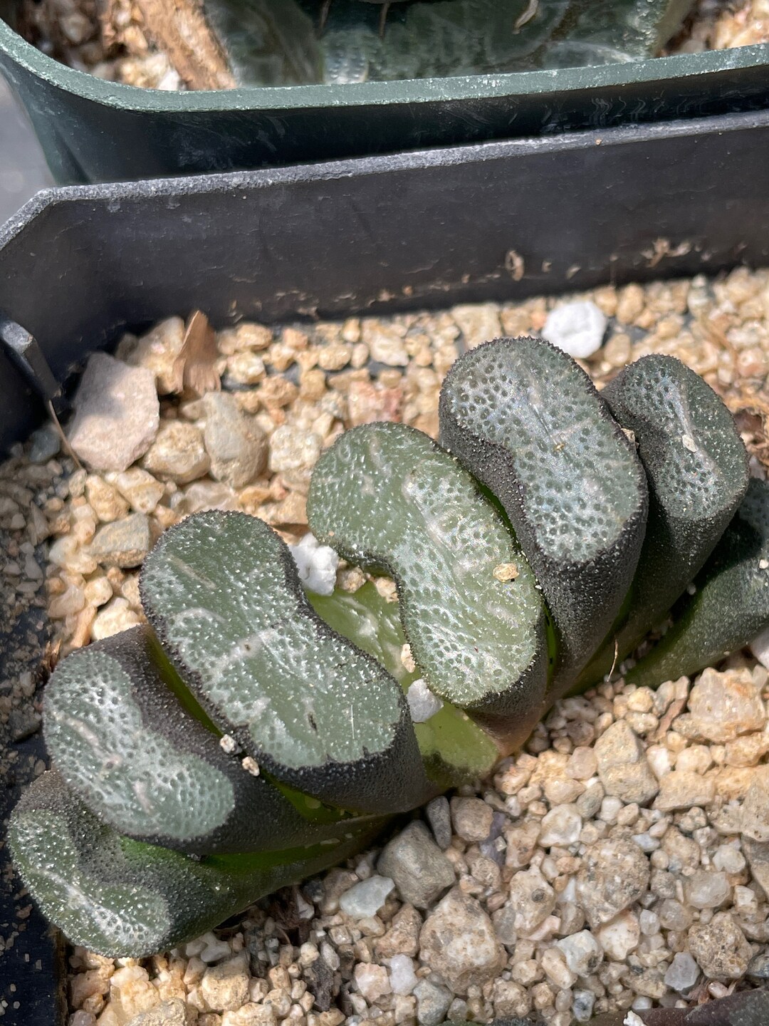 Haworthia Truncata BK M Type Pinguid Seedling - 1 Plant, Leaf Prop ...