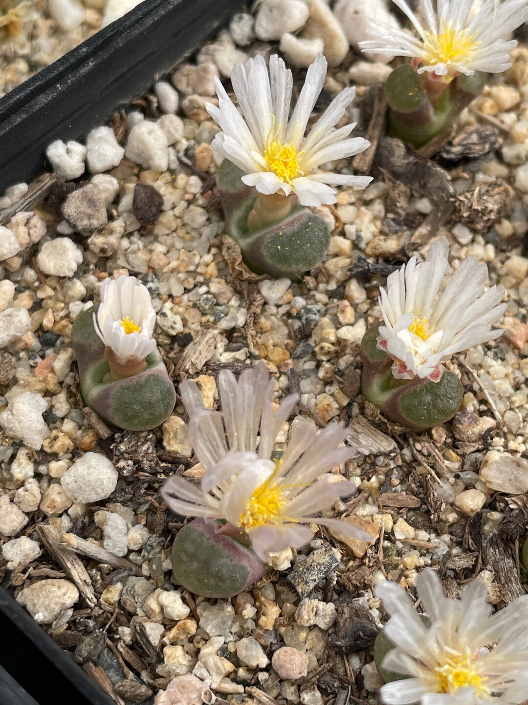 Conophytum Caroli- 1 Plant - Etsy