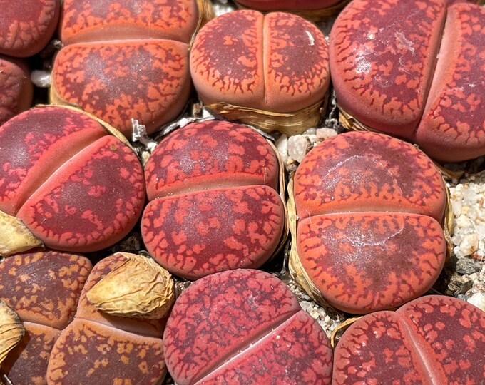 Lithops Aucampiae Rudesheim Ruby - 1 Plant - Etsy