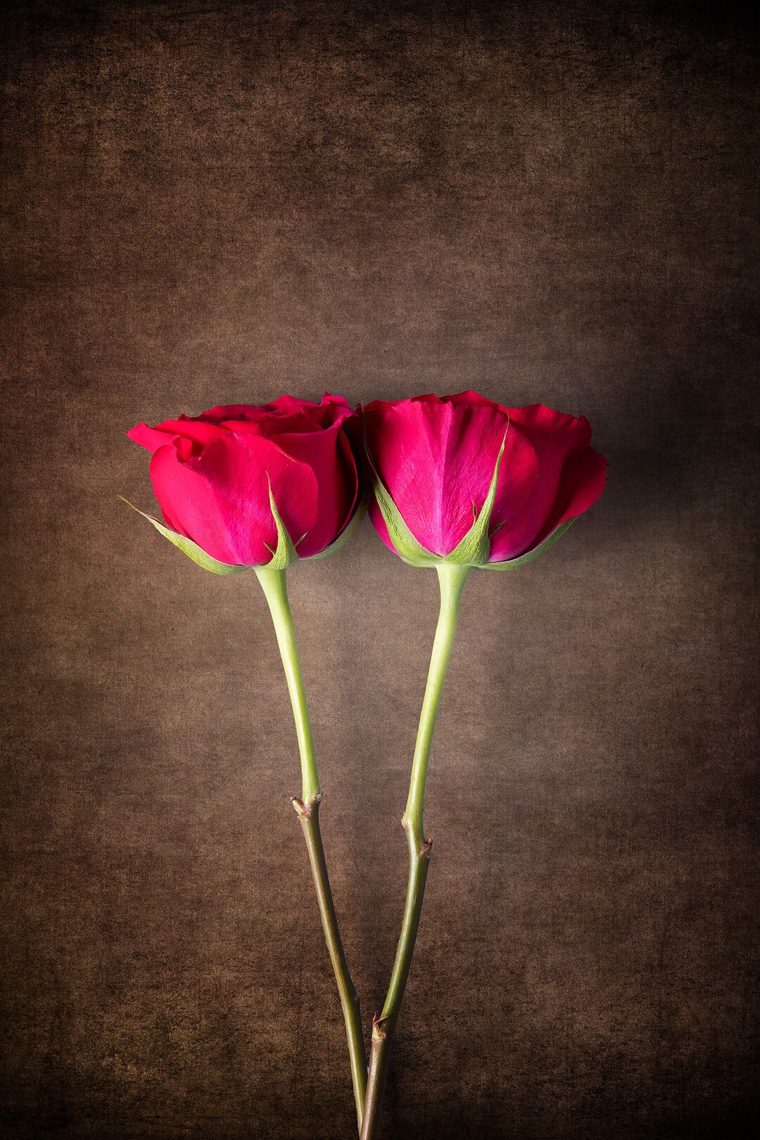 Rose - Fine Art Style Photo of 2 Red Roses - Etsy