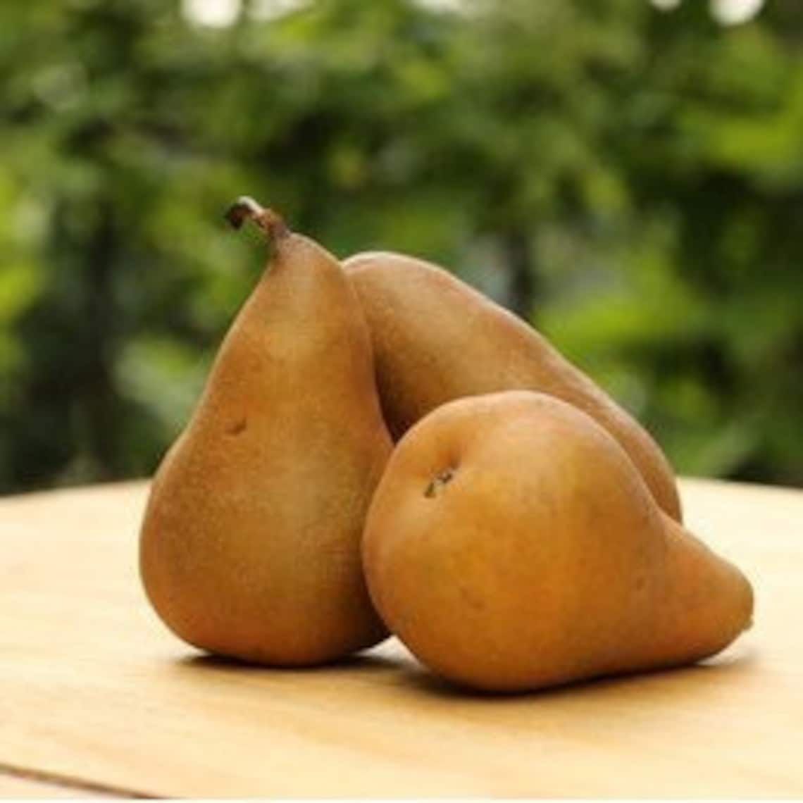 Bosc Pear Tree Cuttings 5 Fresh Scions for Propegation & Grafting, Grow ...