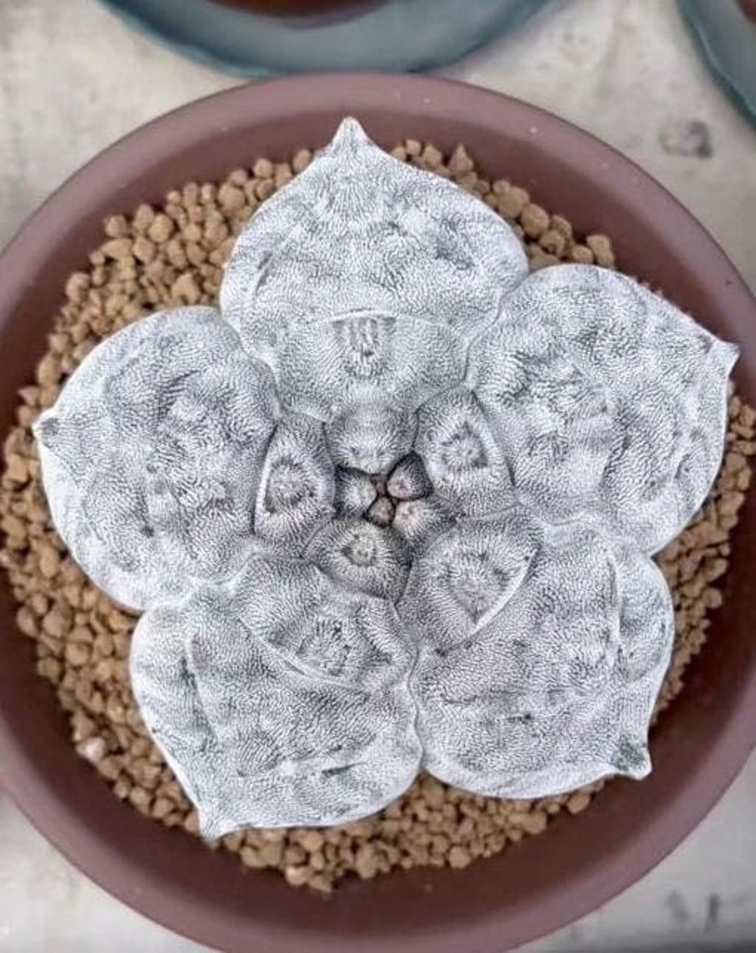10pcs Succulent Seeds Lithops Rare Living Stones Plants Cactus Home ...