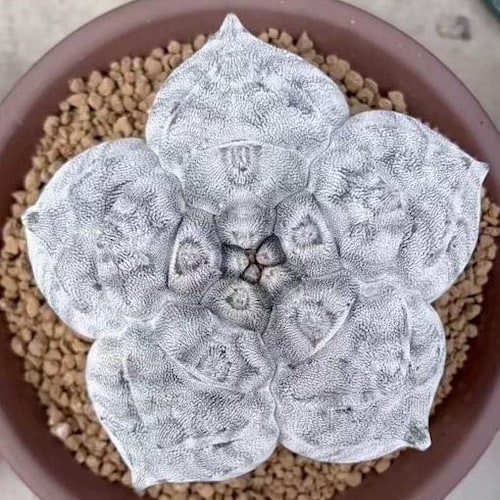50pcs Seeds Living Stones Flower Succulent Cactus Rare - Etsy