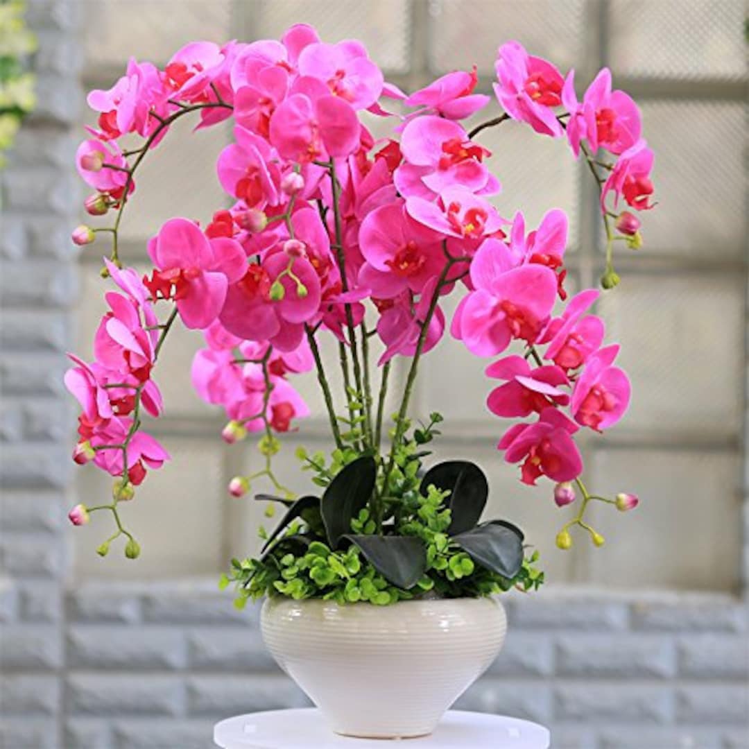 Orchid Seeds, Phalaenopsis, 50pcs/pack - Etsy