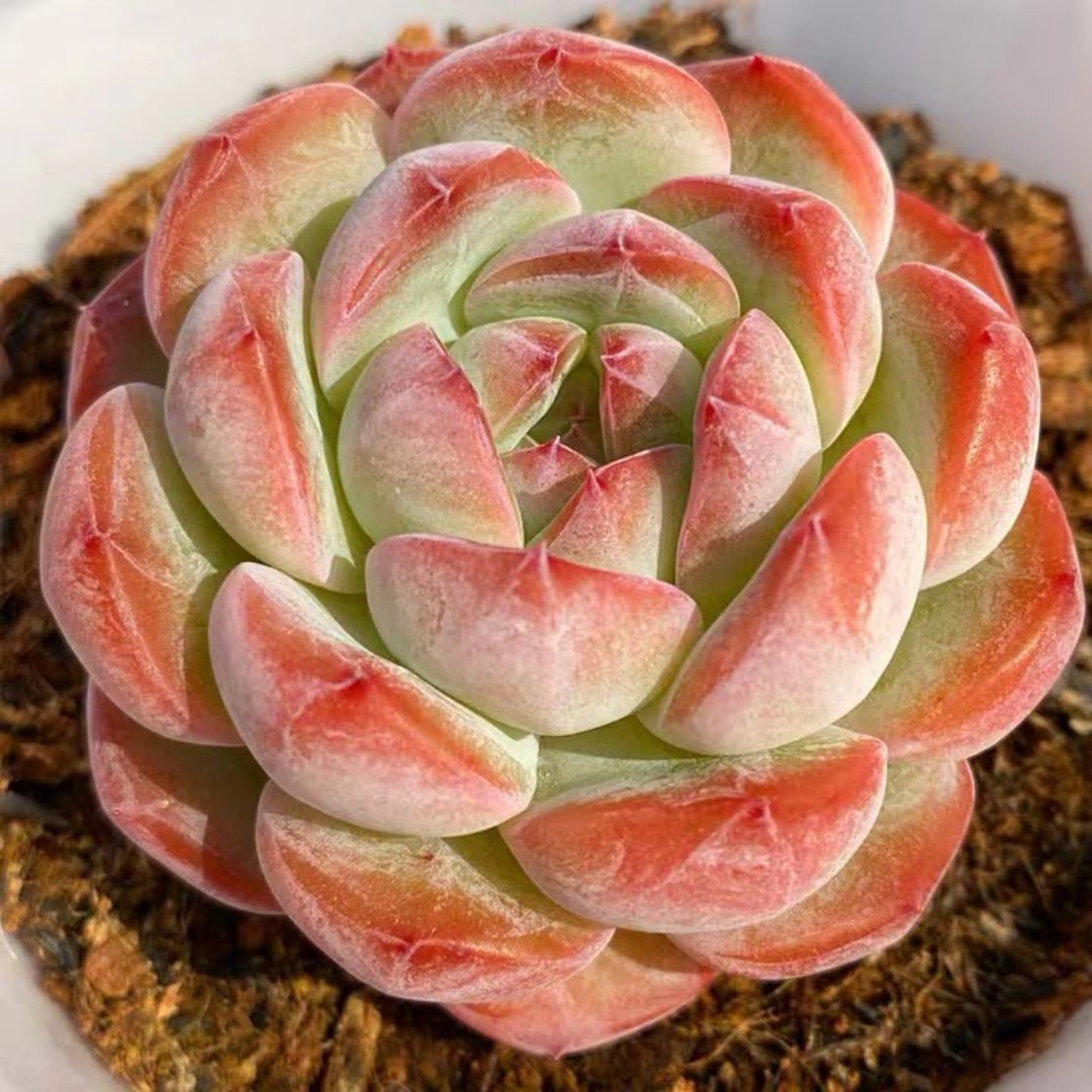 50pcs Seeds Succulent Lithops Rare Living Stones Plants Cactus Home ...