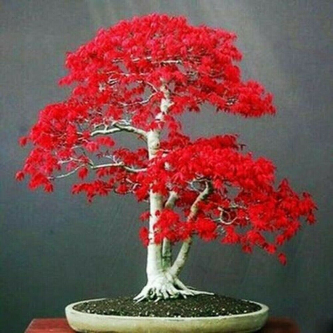 20 Seeds Japanese Red Maple Tree Bonsai Rare Plant for Home Garden ...