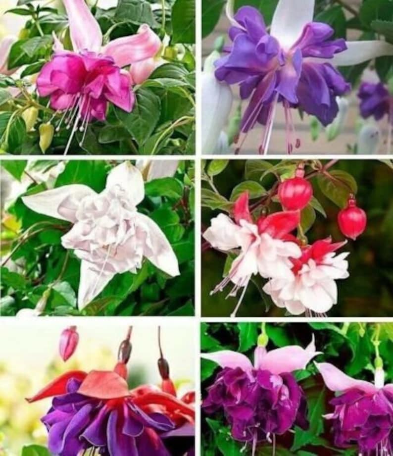 50pcs/bag Fuchsia Seeds Potted Flowers Seeds,bonsai MIX Seeds. (#5052 ...