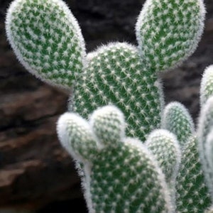 30pcs Cactus Seeds Lithops Rare Living Stones Succulent Plants Home ...