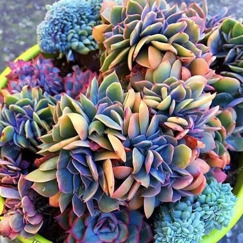 50pcs Japanese Succulents Seeds Rare Indoor Flower Mini Cactus - Etsy