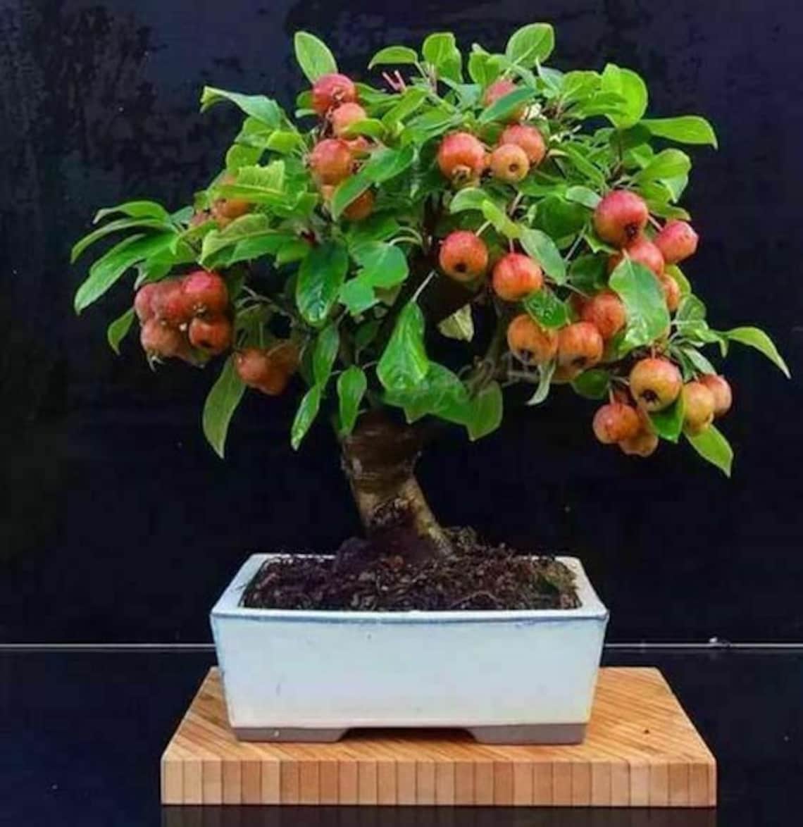 Apple Tree Seeds 20 Seeds Grow Exotic Indoor Fruit Bonsai - Etsy