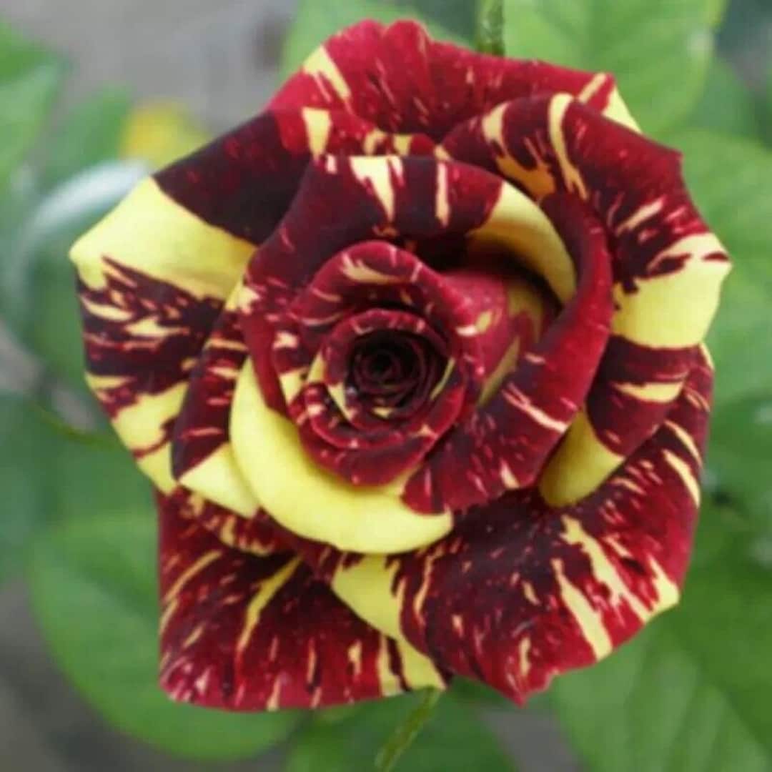 50/pack Abracadabra Rose Seeds Flower Bush Perennial Flowers Seed Bloom ...