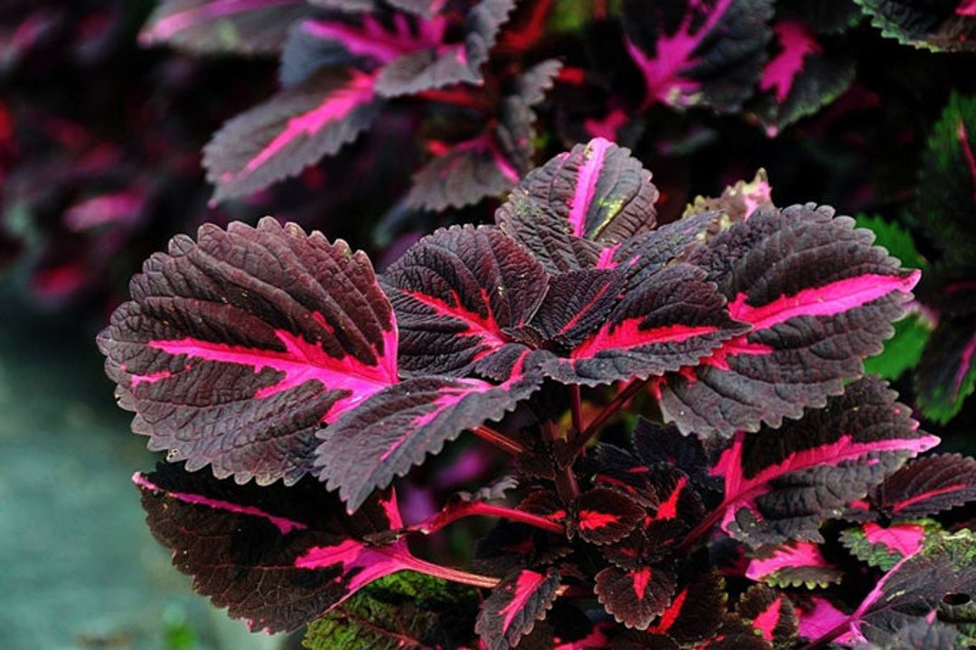 20pcs Kong Red Giant Coleus Seeds Coleus Blumei Garden Flower Seeds ...