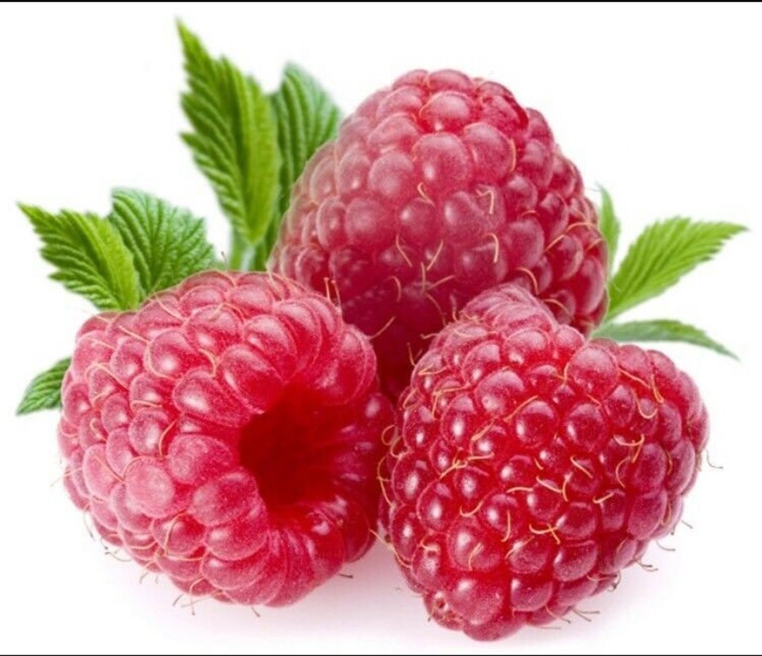 Giant Sweet Tulameen Raspberry 100 SEEDS Medicinal Antioxidant Fibre - Etsy