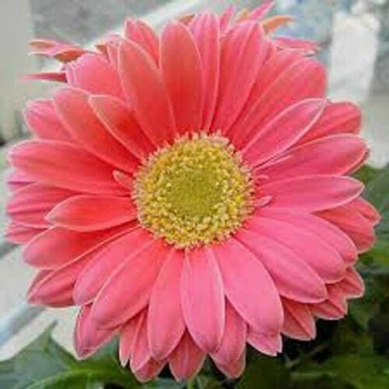 Gerbera Daisy Hybrids Mix Flower Seeds 50PCS+. （#8067） - Etsy