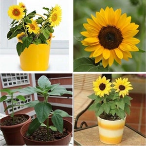 20pcs Mini Dwarf Yellow Sunflower Flower Seeds Home Garden Office Decor ...