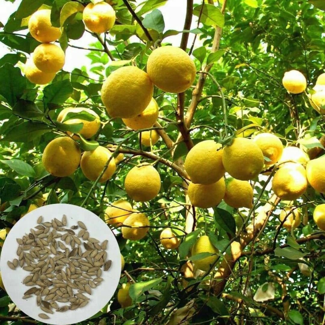 Lemon Tree 30PCS Fresh Seed Natural Garden Bonsai Fruit Seed (#9733) - Etsy