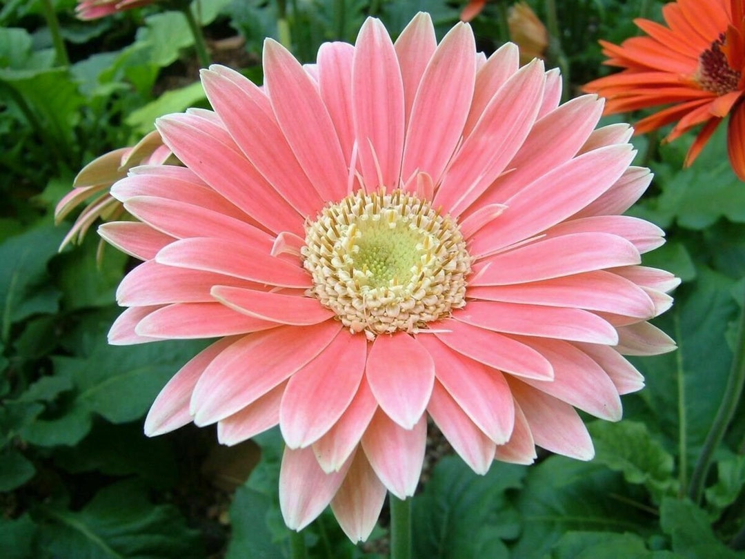 Gerbera Daisy Hybrids Mix Flower Seeds 50PCS+. （#8067） - Etsy