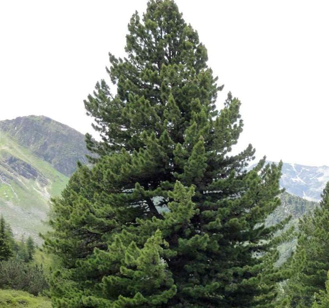 20pcs Pinus Cembra (swiss Stone Pine) Tree Seed, Brush-like Clusters ...