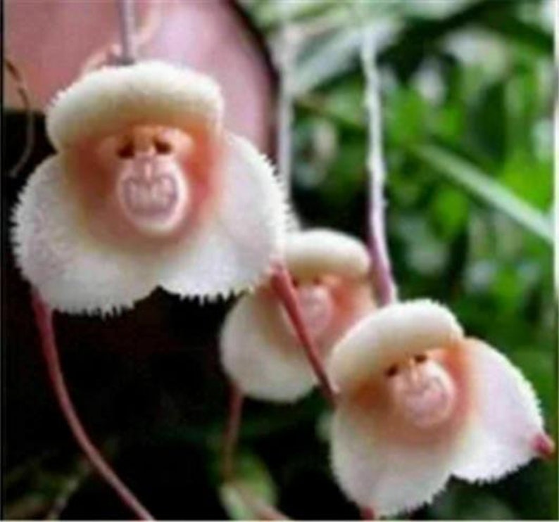50pcs Monkey Face Orchid Flower Seeds Plant Bonsai Home Garden (#0805 ...