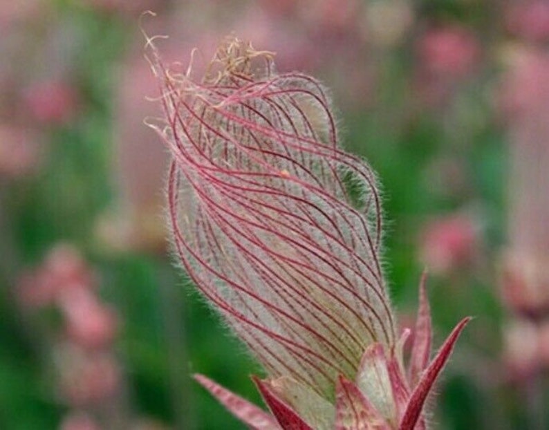 40 Seeds Prairie Smoke Seeds Bonsai Potted Rare Flower Seeds - Etsy
