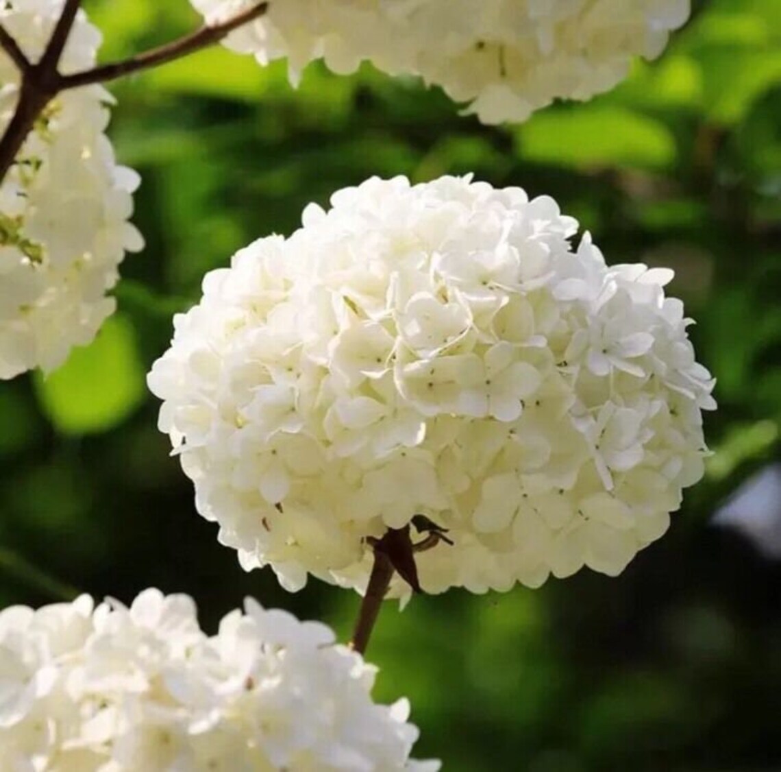 20pcs Perennial Seeds Home Garden White Hydrangea Seeds Easy - Etsy