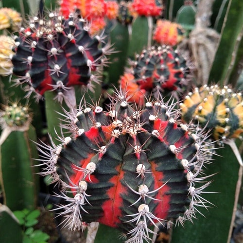 Living Stones Succulent Cactus Plant Rare Seeds Lithops Living Stones ...