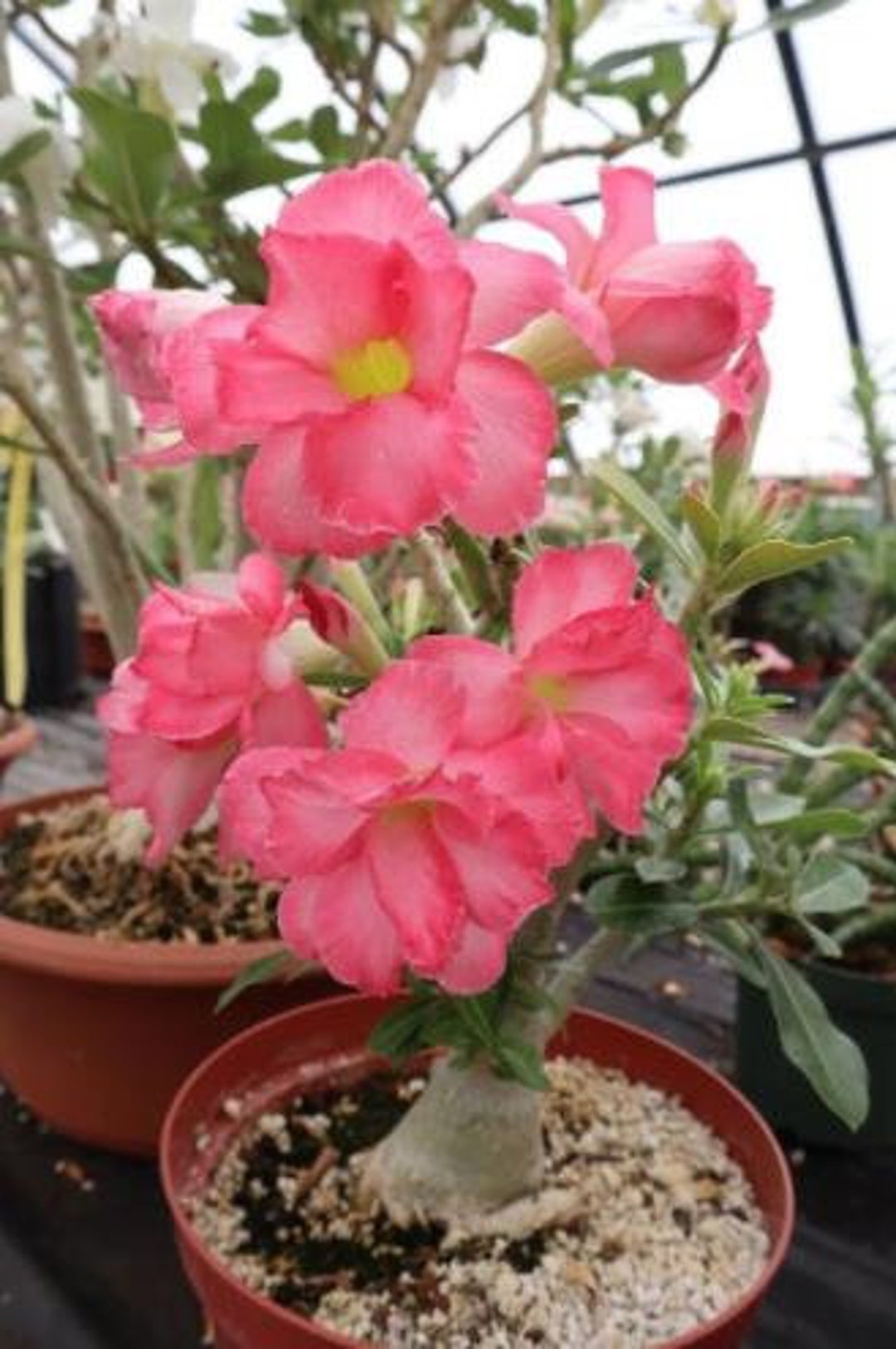 5 Pcs Desert Rose Flower Adenium Obesum "peony" Bonsai Seeds. (#7518 ...