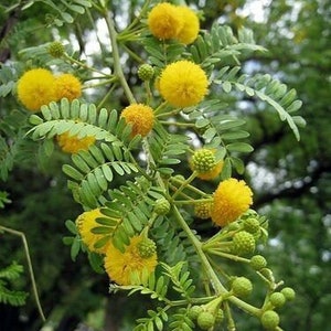 20 GOLDEN MIMOSA Tree Seeds Acacia Baileyana Yellow Wattle Flower Fast ...