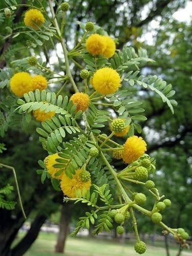 20 GOLDEN MIMOSA Tree Seeds Acacia Baileyana Yellow Wattle Flower Fast ...