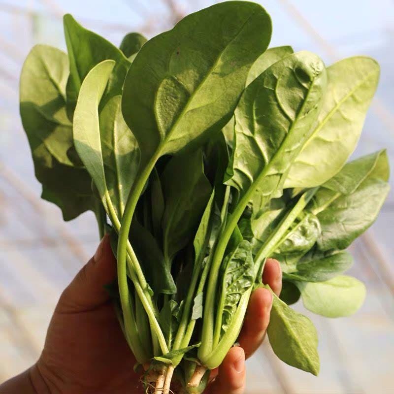 Four Seasons Giant Spinach Herb Garden Seeds for Planting About 100 ...
