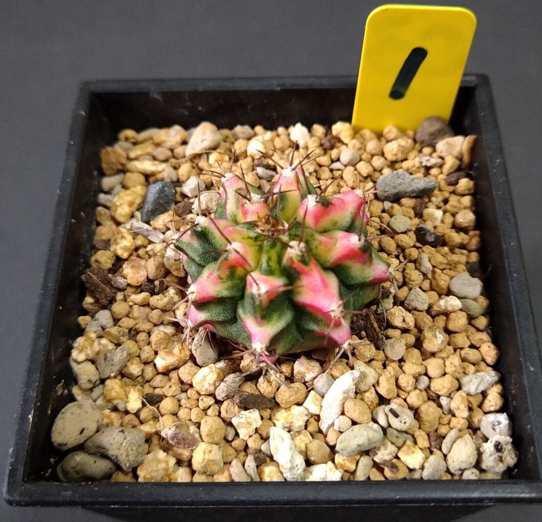 Lithops Rare Living Stones Plants Cactus Home Plantnes Plants Cactus ...