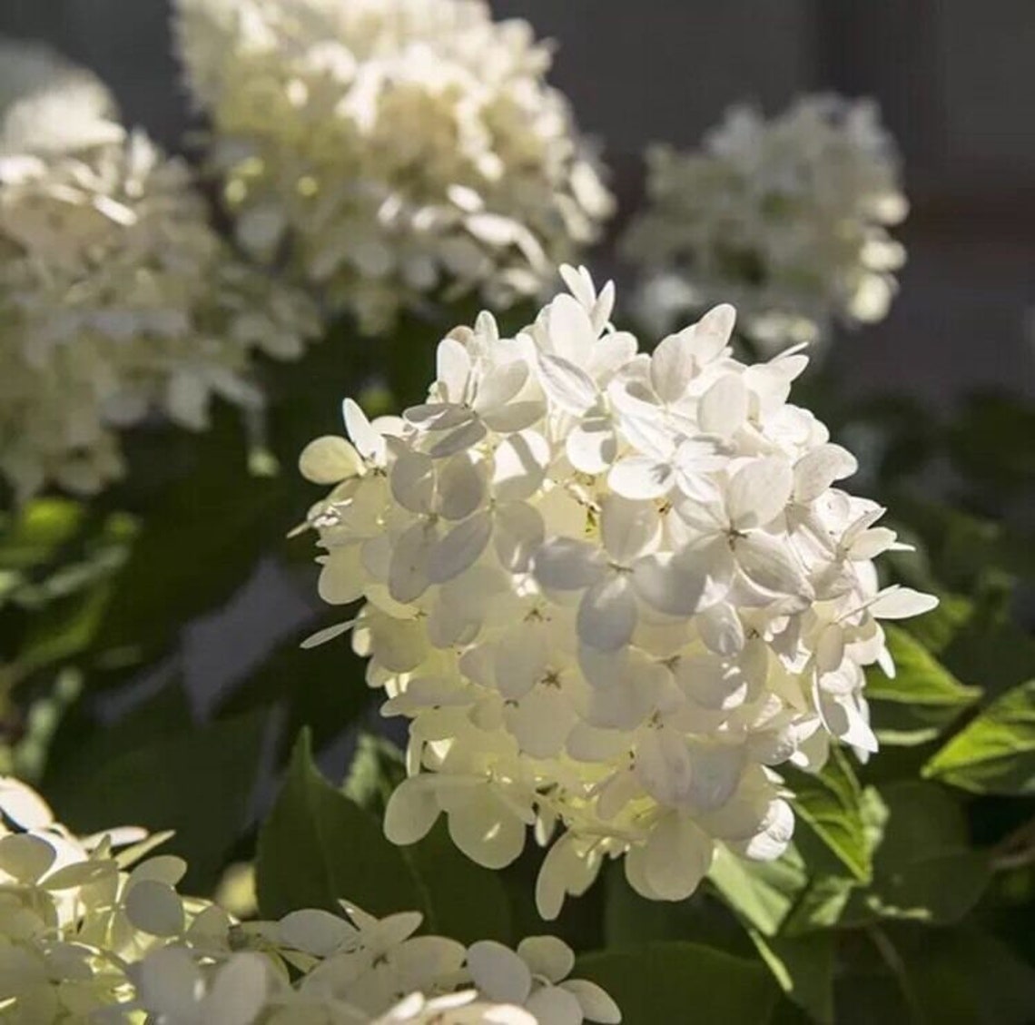 20pcs Perennial Seeds Home Garden White Hydrangea Seeds Easy - Etsy