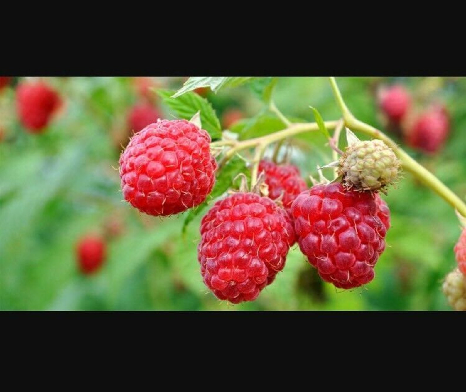 Giant Sweet Tulameen Raspberry 100 SEEDS Medicinal Antioxidant Fibre - Etsy
