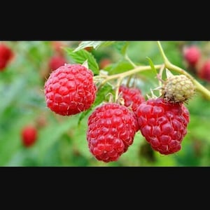 Giant Sweet Tulameen Raspberry 100 SEEDS Medicinal Antioxidant Fibre - Etsy