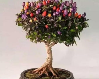 Aleppo Chile Hot Pepper Premium Seed Packet More - Etsy