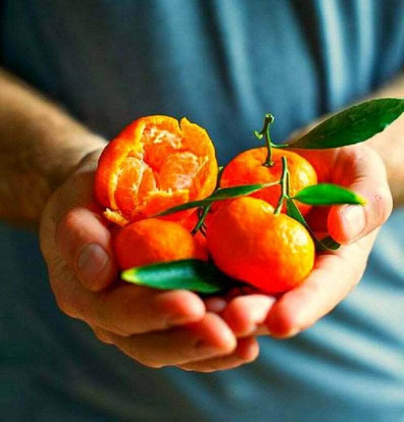 Edible Dwarf Orange Mandarin Tree Garden Fruit Flores Bonsai Citrus 30 ...