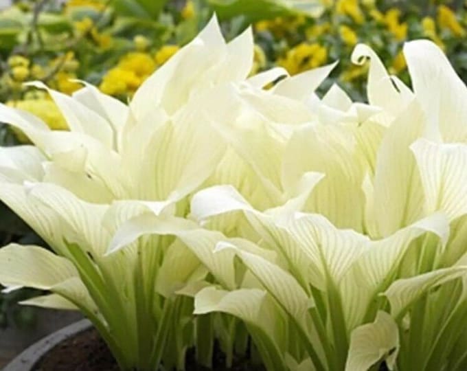 20pcs Hosta Plantaginea Fragrant Plantain Seeds Fire and Ice Shade Pink ...