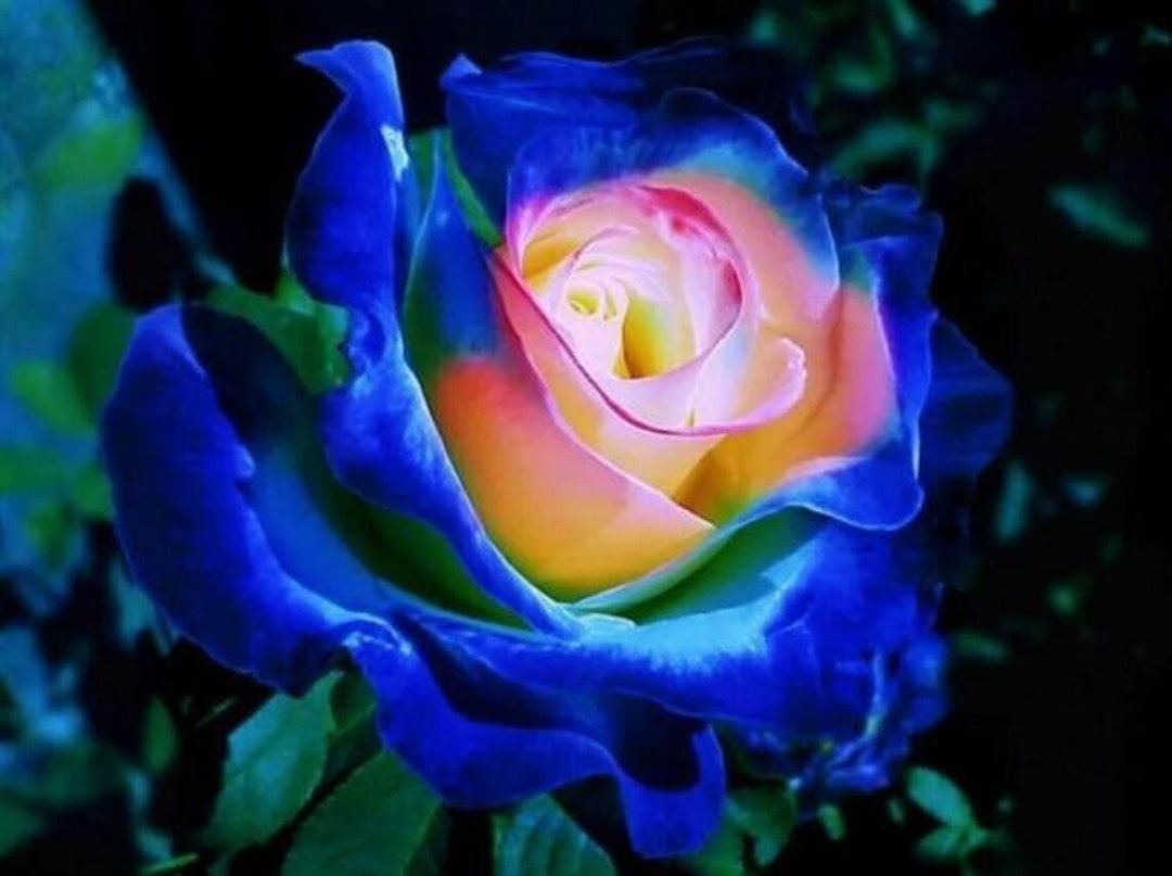 50pcs Rare Seeds| English Blue and Yellow Rose.(#0117) - Etsy