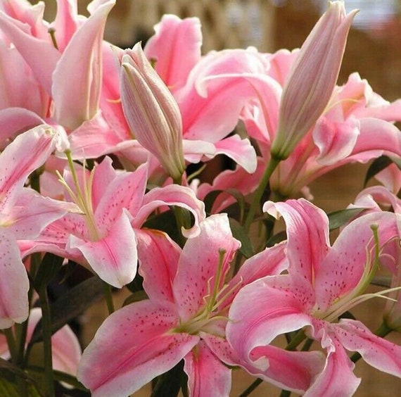 50pcs Pink Rare Lily Flower Seeds Planting Flower Lilium - Etsy