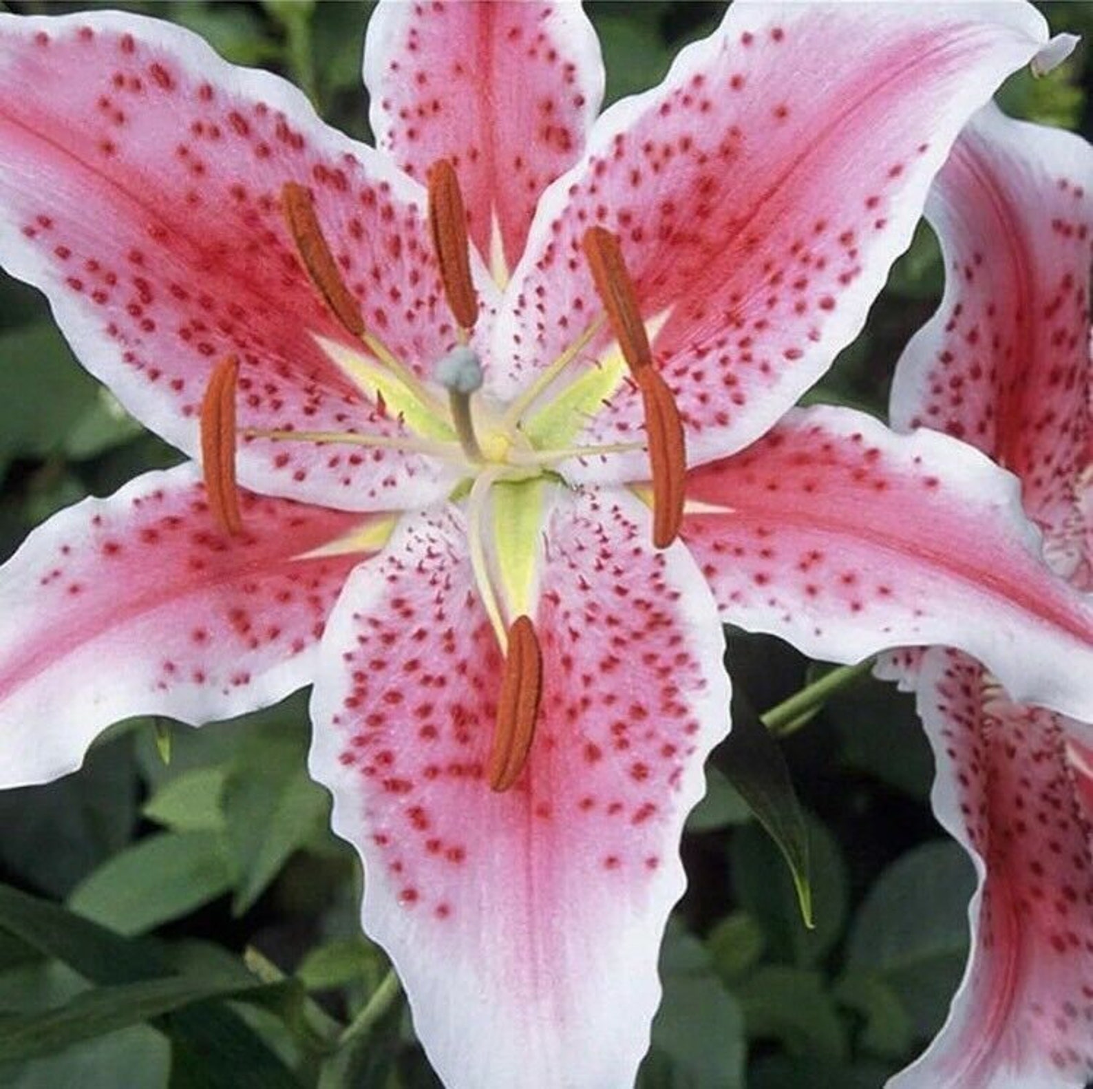 50pcs Pink Rare Lily Flower Seeds Planting Flower Lilium - Etsy