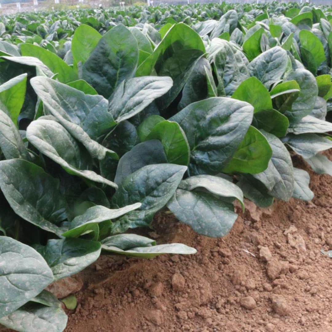 Four Seasons Giant Spinach Herb Garden Seeds for Planting About 100 ...