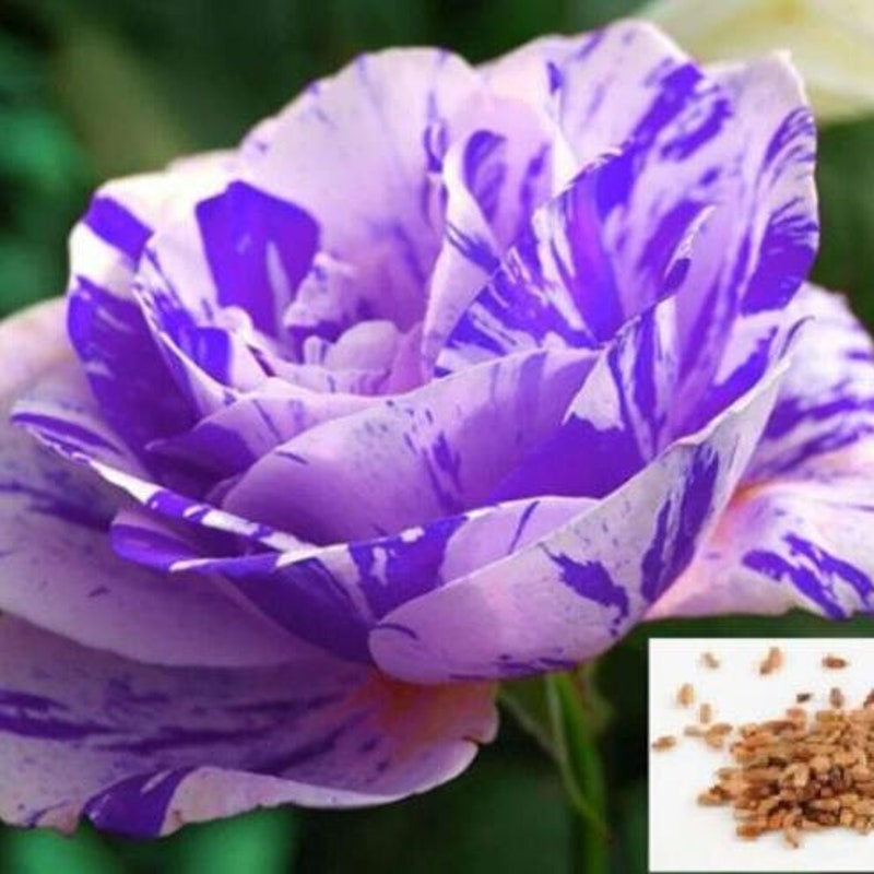 Purple Rose Bush - Etsy