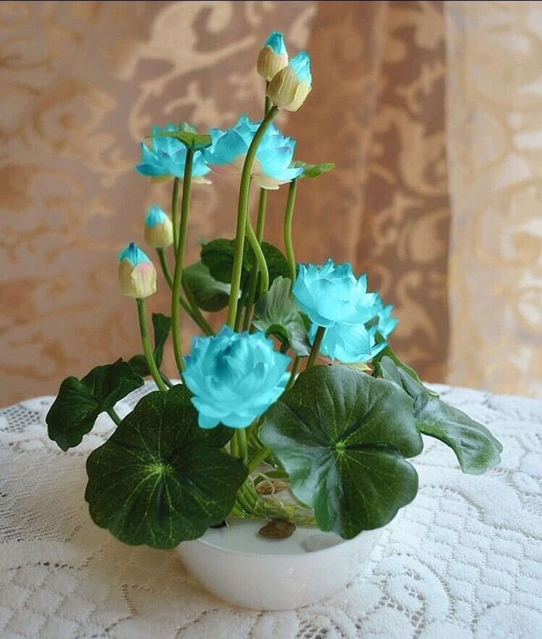 5PCS Water Lily Mini Lotus Seeds (S #) - Etsy