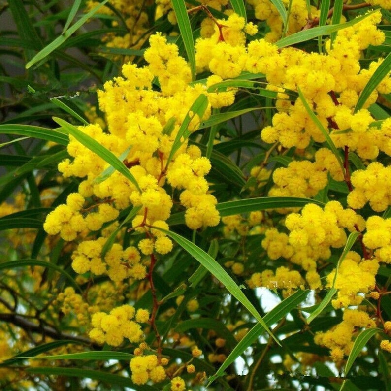 20 GOLDEN MIMOSA Tree Seeds Acacia Baileyana Yellow Wattle - Etsy