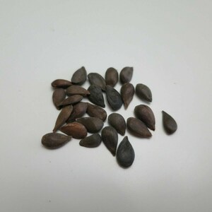 Apple Tree Seeds - 20 Seeds - Grow Exotic Indoor Fruit Bonsai (#0167 ...