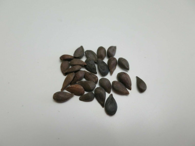 Apple Tree Seeds 20 Seeds Grow Exotic Indoor Fruit Bonsai - Etsy