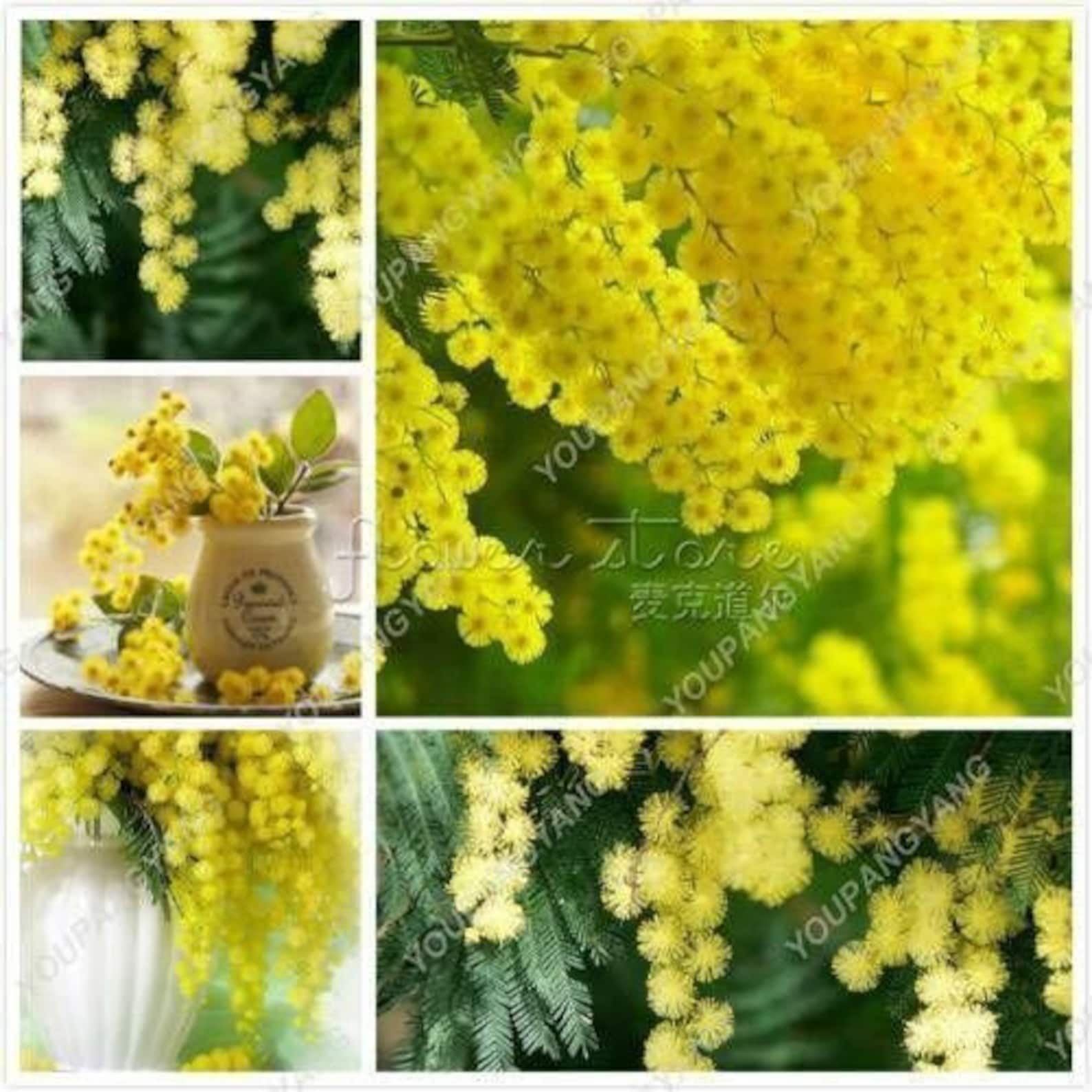 20 GOLDEN MIMOSA Tree Seeds Acacia Baileyana Yellow Wattle Flower Fast ...
