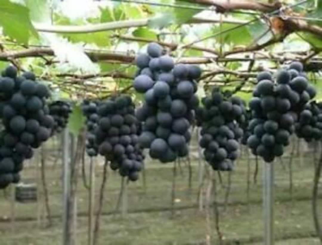 50 Kyoho Grapes Seeds--50 Seeds Fruit Tree Seeds. (#0818) - Etsy