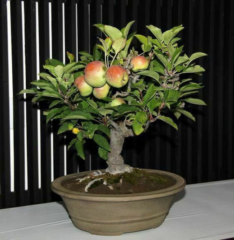 Apple Tree Seeds 20 Seeds Grow Exotic Indoor Fruit Bonsai - Etsy